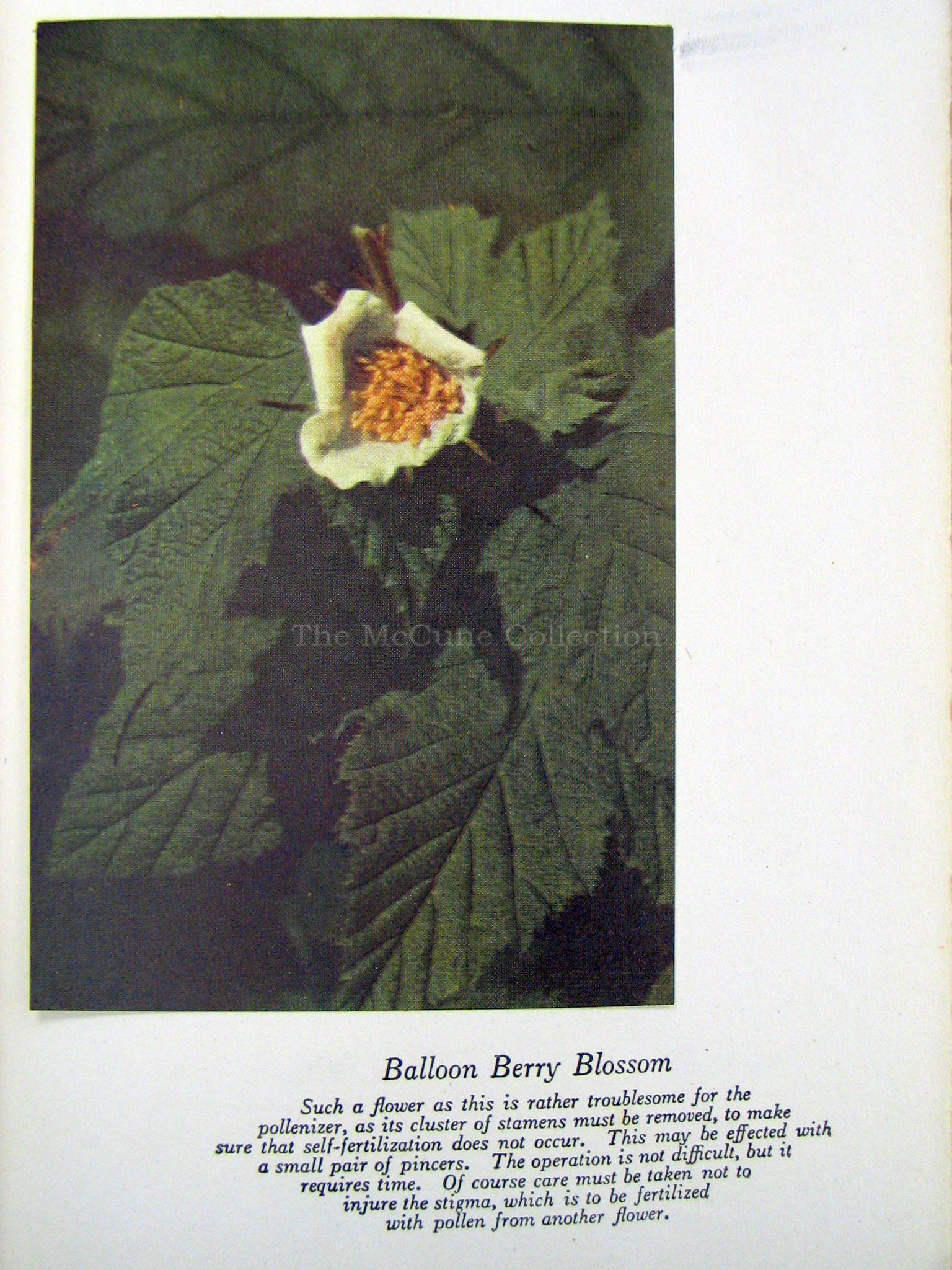 Luther Burbank. His Methods and Discoveries. Vol. III. • The McCune ...
